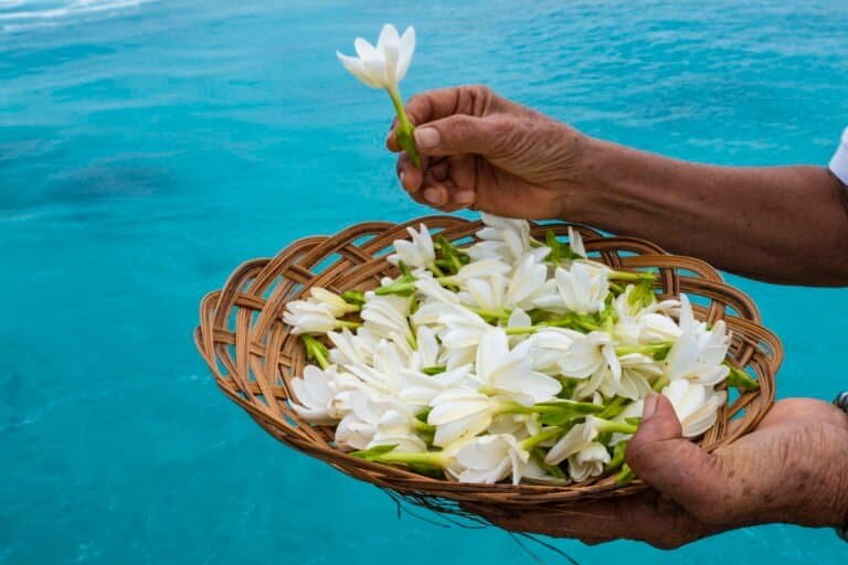 What does the flower in the ear mean? - ANOE Guide, ton compagnon de ...
